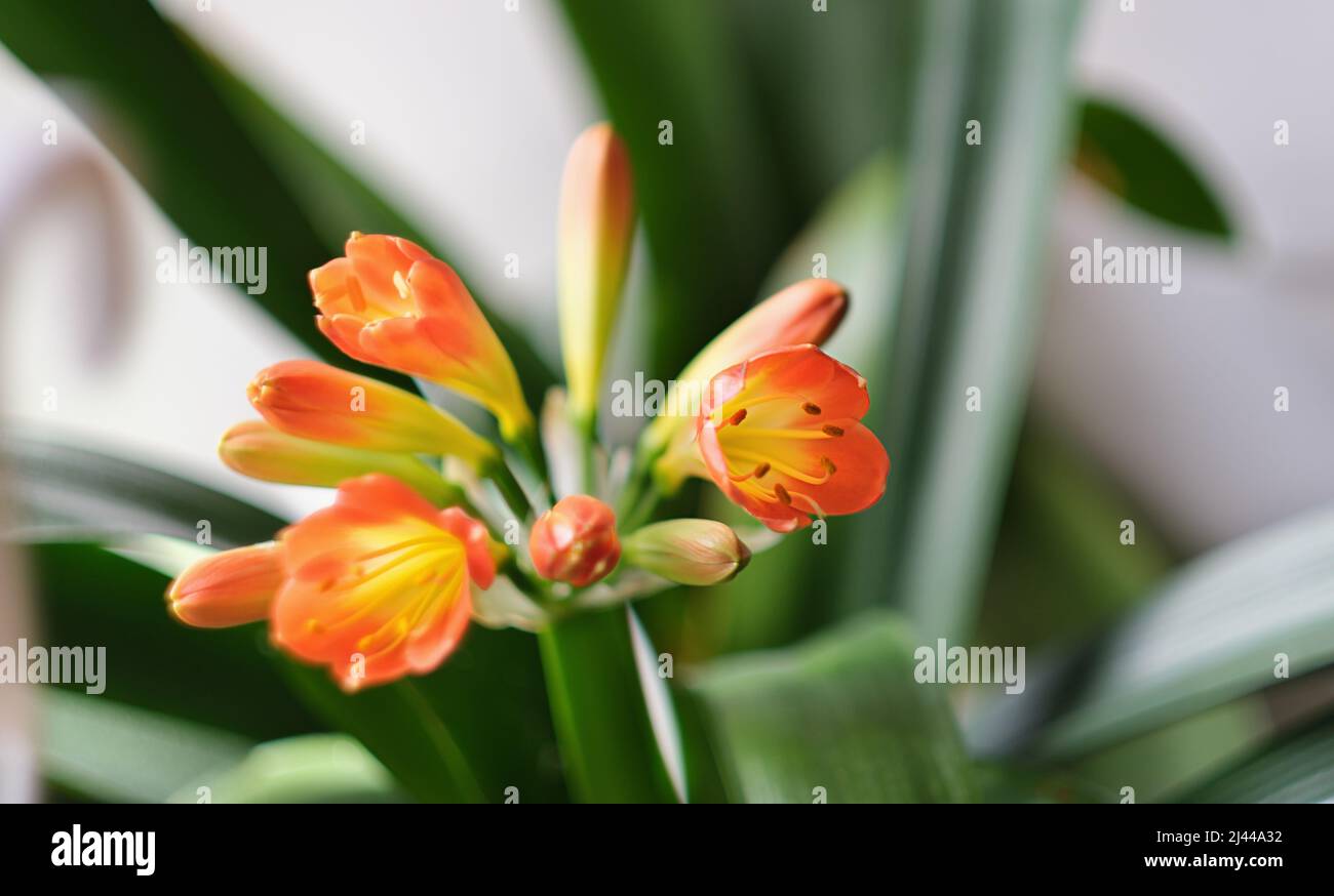 Close up of orange flowers of a Clivia, Clivia miniata or Klivie ...