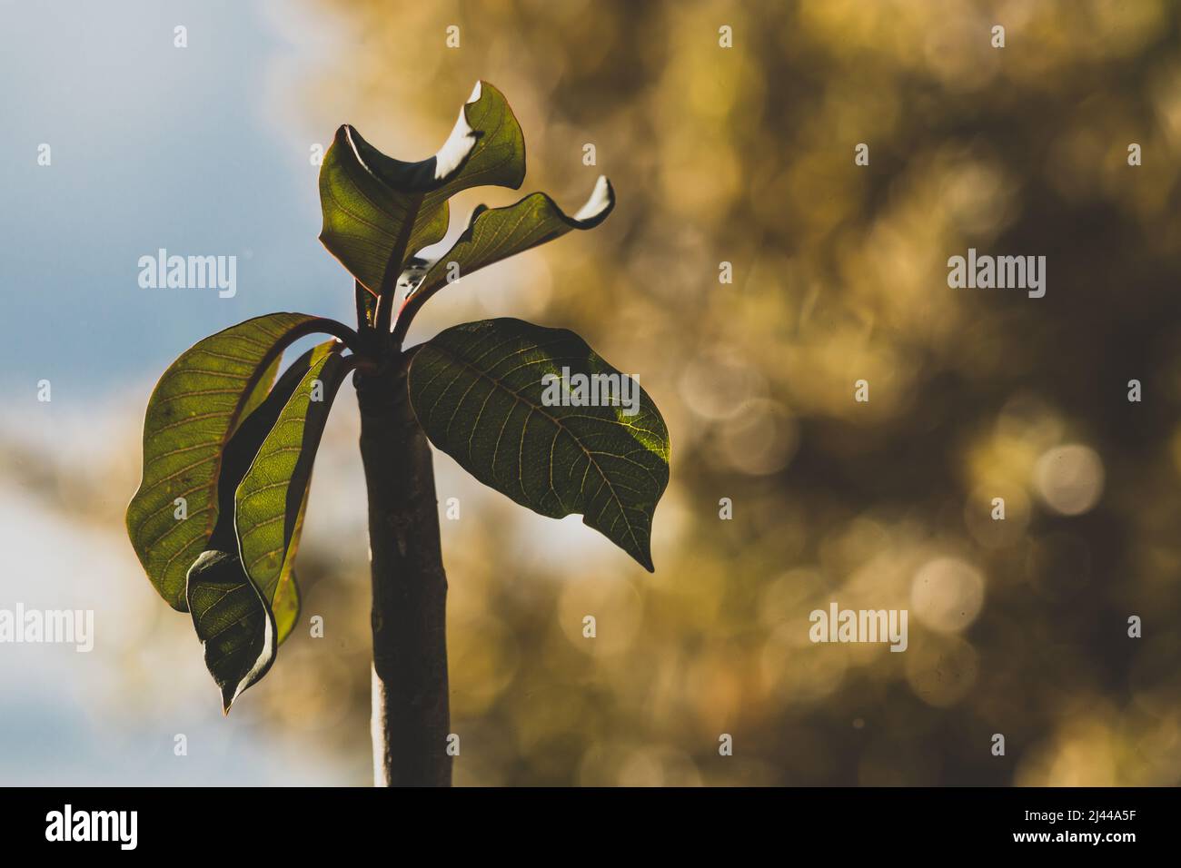 close-up of frangipani plant by the window seal with golden light over ...