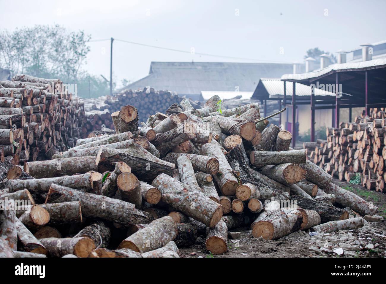 Stack of wooden logs on the warehouse Stock Photo - Alamy