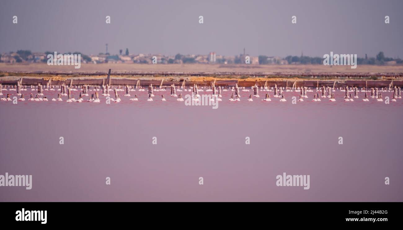 Pink salt cristales. Natural pink salt lake texture. Salt mining ...