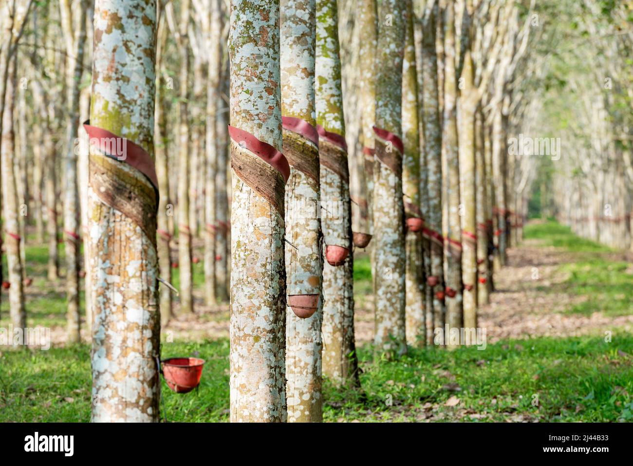 Rubber cups hi-res stock photography and images - Alamy