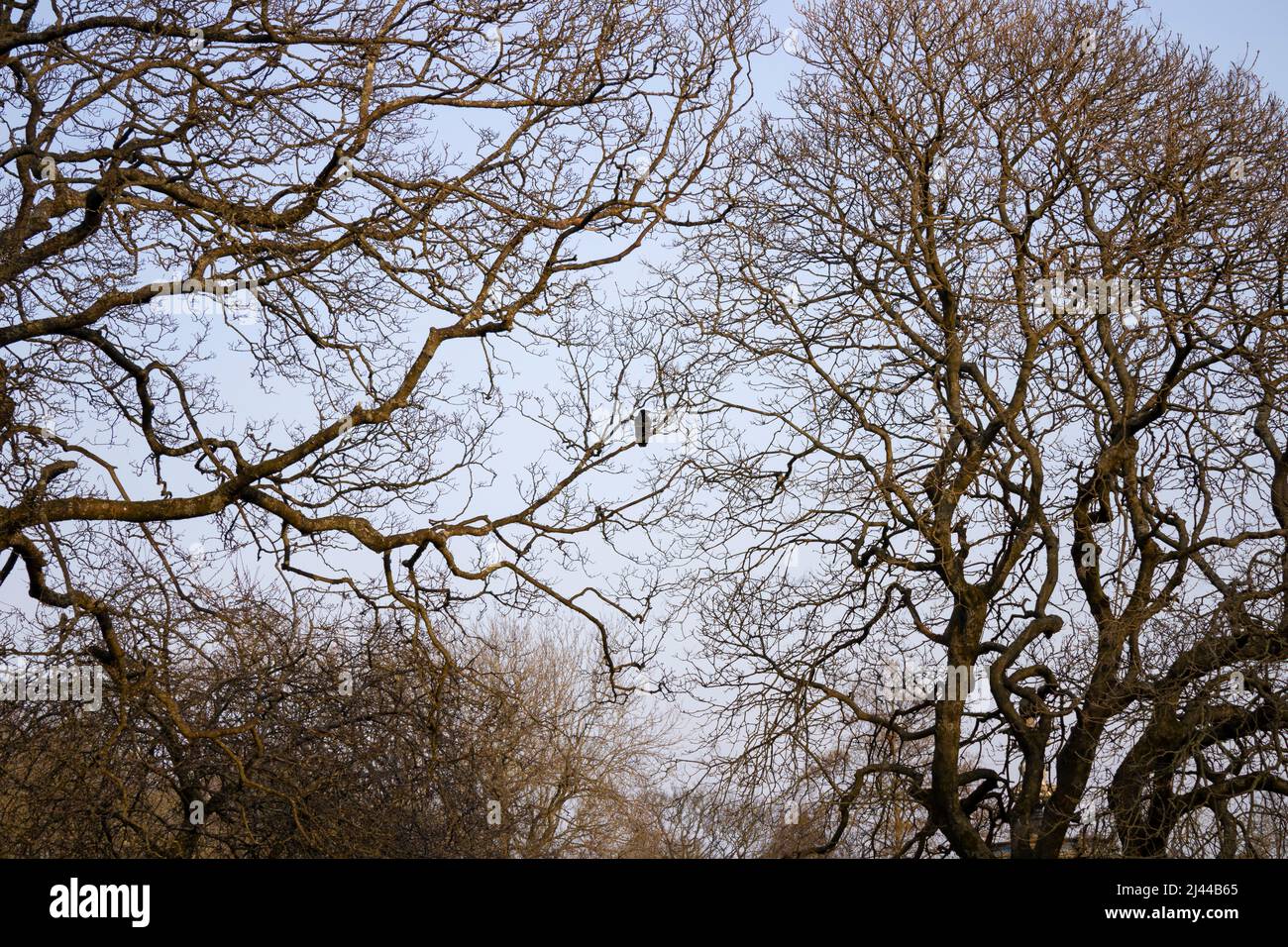 Crow trees hi-res stock photography and images - Alamy