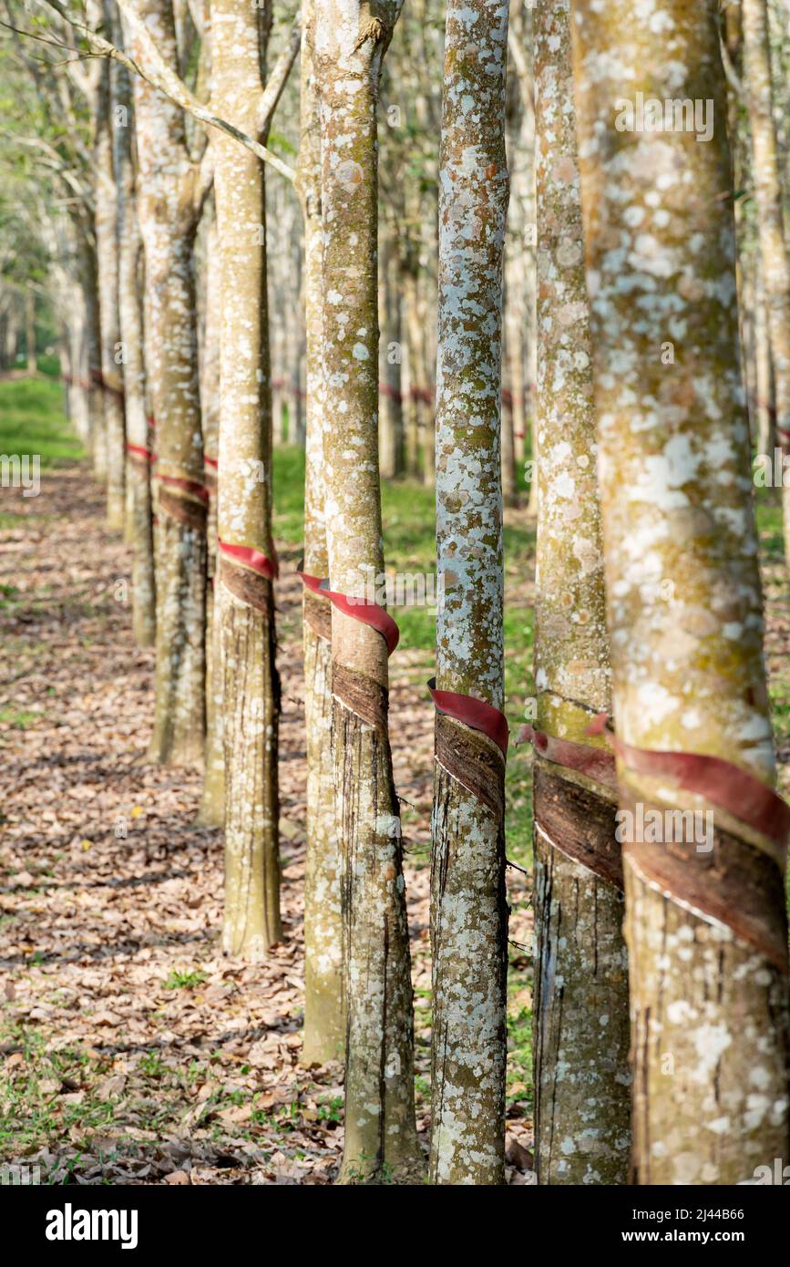 Rubber trees with latex cups on the farm Stock Photo - Alamy