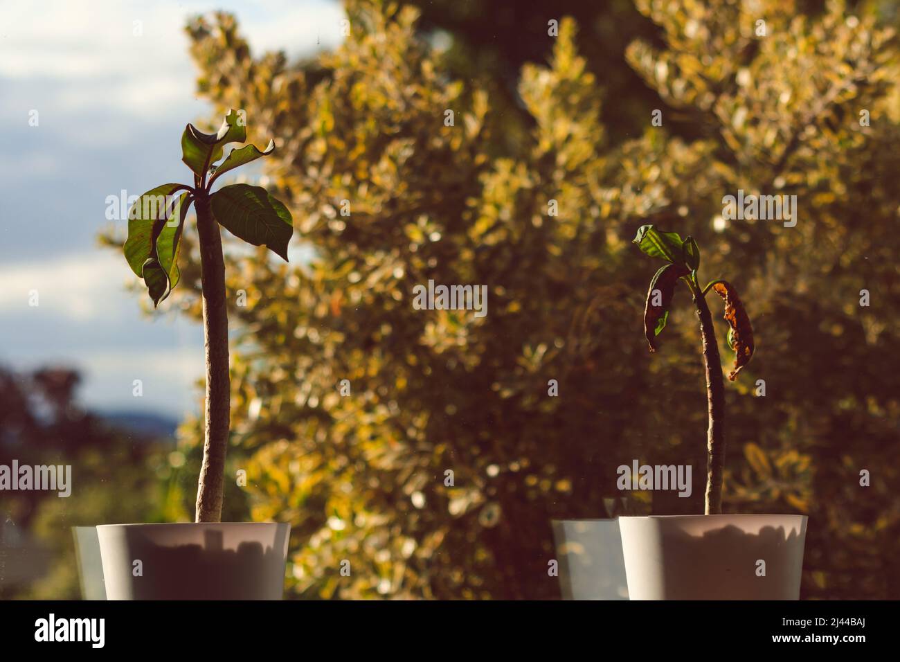 close-up of frangipani plant by the window seal with golden light over ...