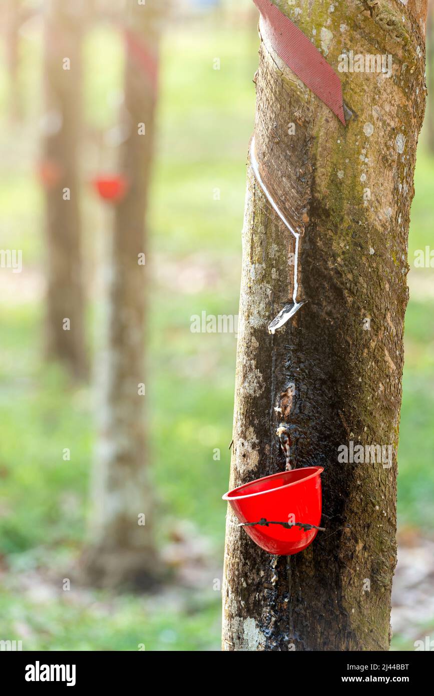 Rubber trees with latex cups on the farm Stock Photo - Alamy