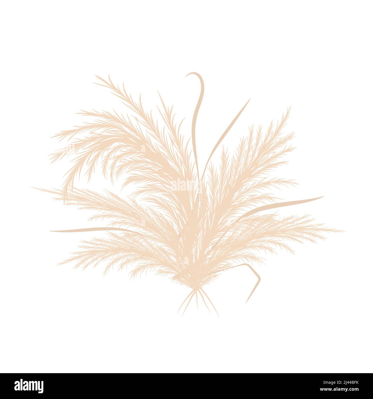 Dry pampas grass wedding Stock Vector Images - Alamy
