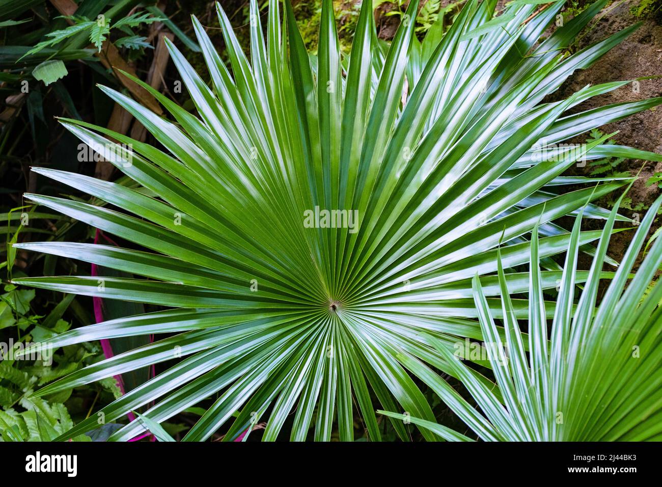 Surface texture and structure of Fan Palm Plant texture and structure ...