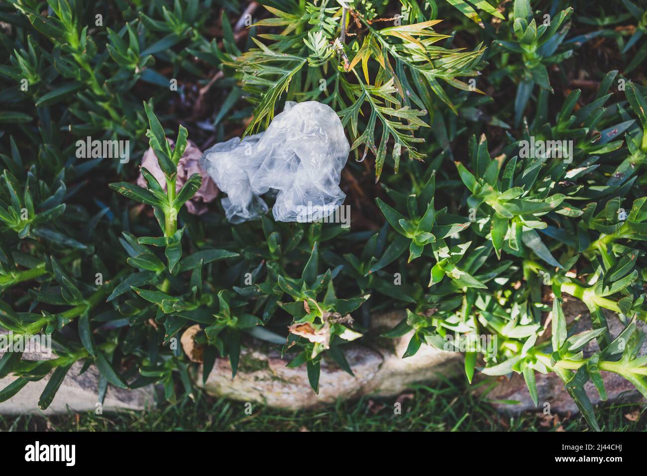plastic bags and litter abandoned in nature among beautiful plants ...