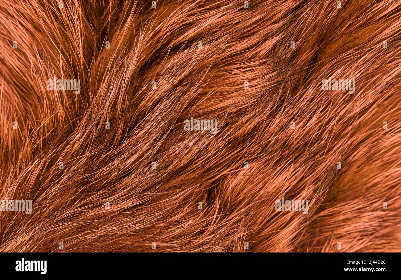 Texture of long-haired raccoon fur, color red. Close up. Natural fur ...