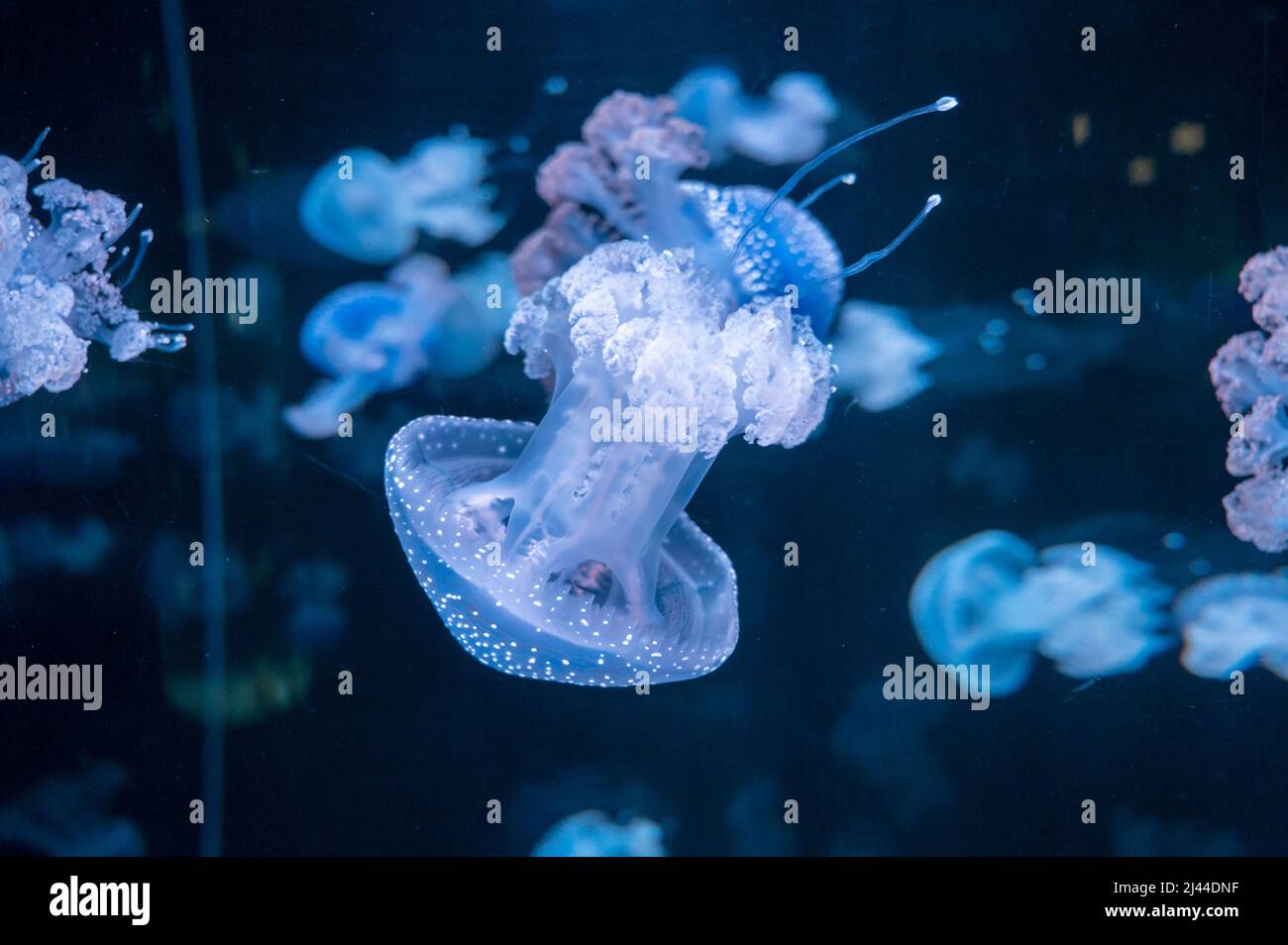 Phyllorhiza punctata jellyfish, also known as floating bell, Australian ...