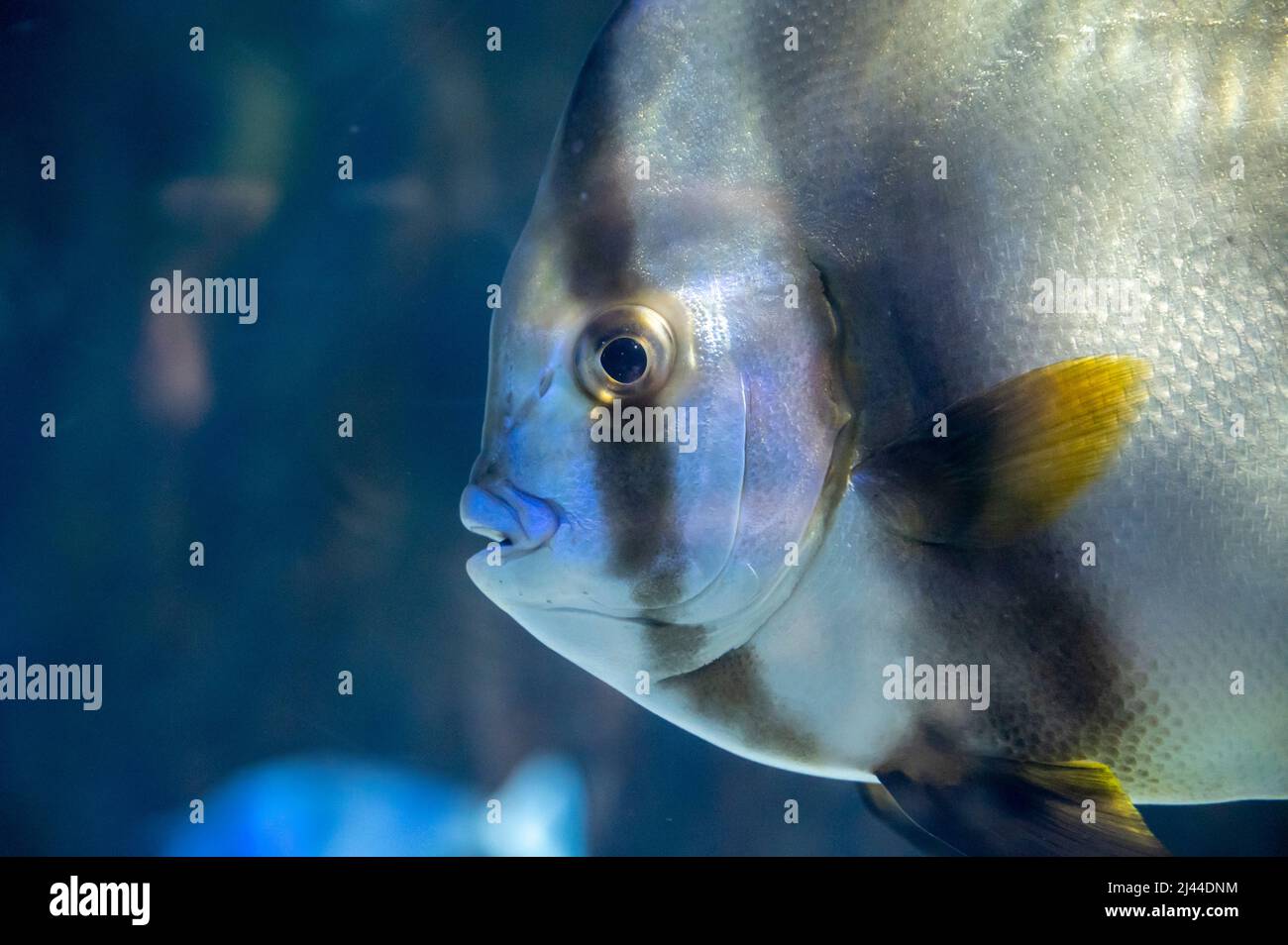 Sea aquarium with salt water and differenet colorful coral reef fish ...