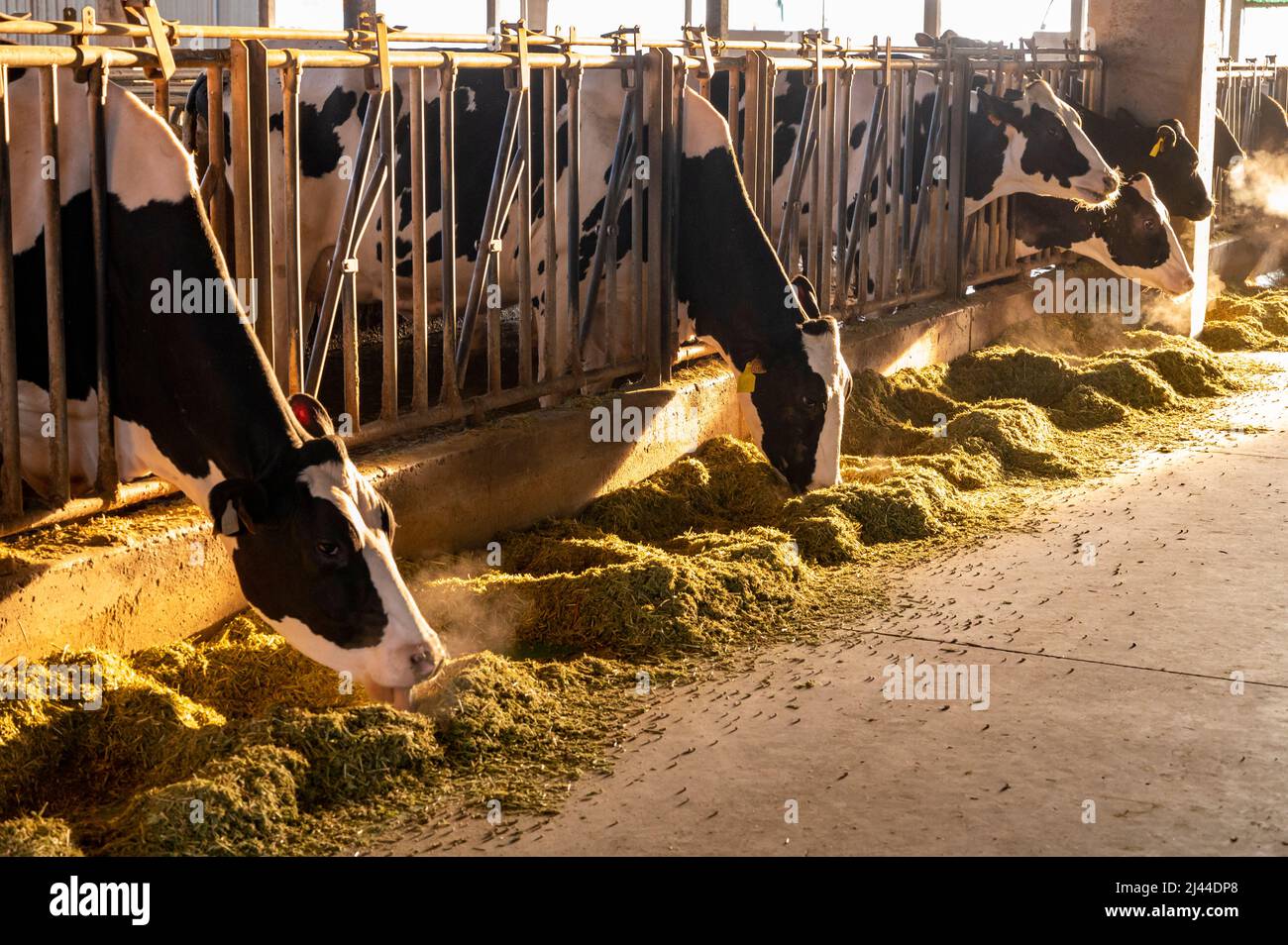 Sunny morning on parmesan parmiggiano-reggiano cheese production farm ...