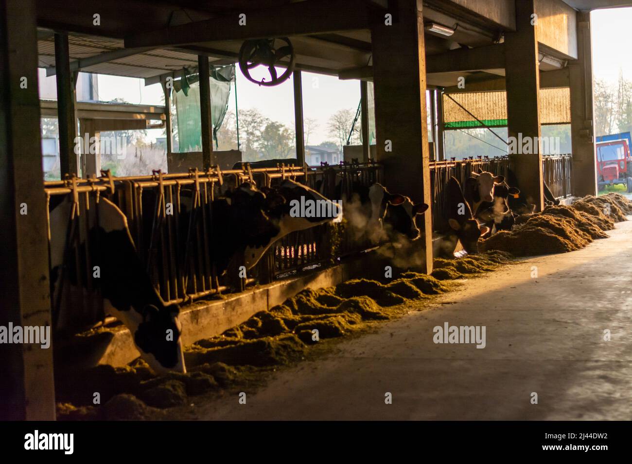 Sunny morning on parmesan parmiggiano-reggiano cheese production farm ...