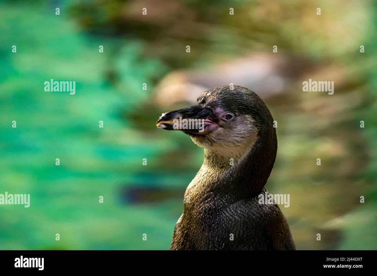 Colony of gentoo and emperor penguins sea birds in zoo Stock Photo - Alamy