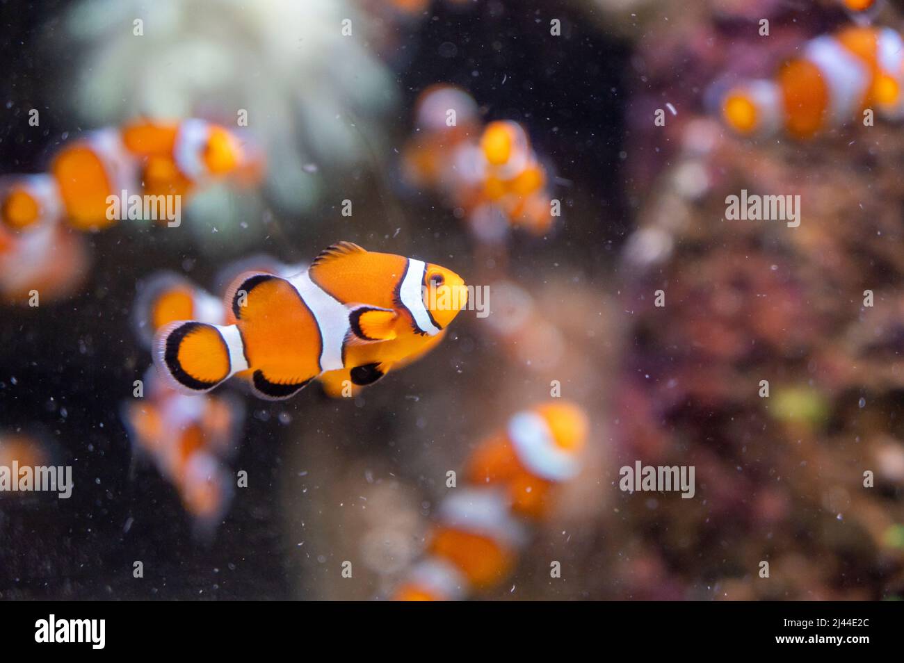 Sea aquarium with salt water and differenet colorful coral reef fish , Amphiprioninae Clownfish ...