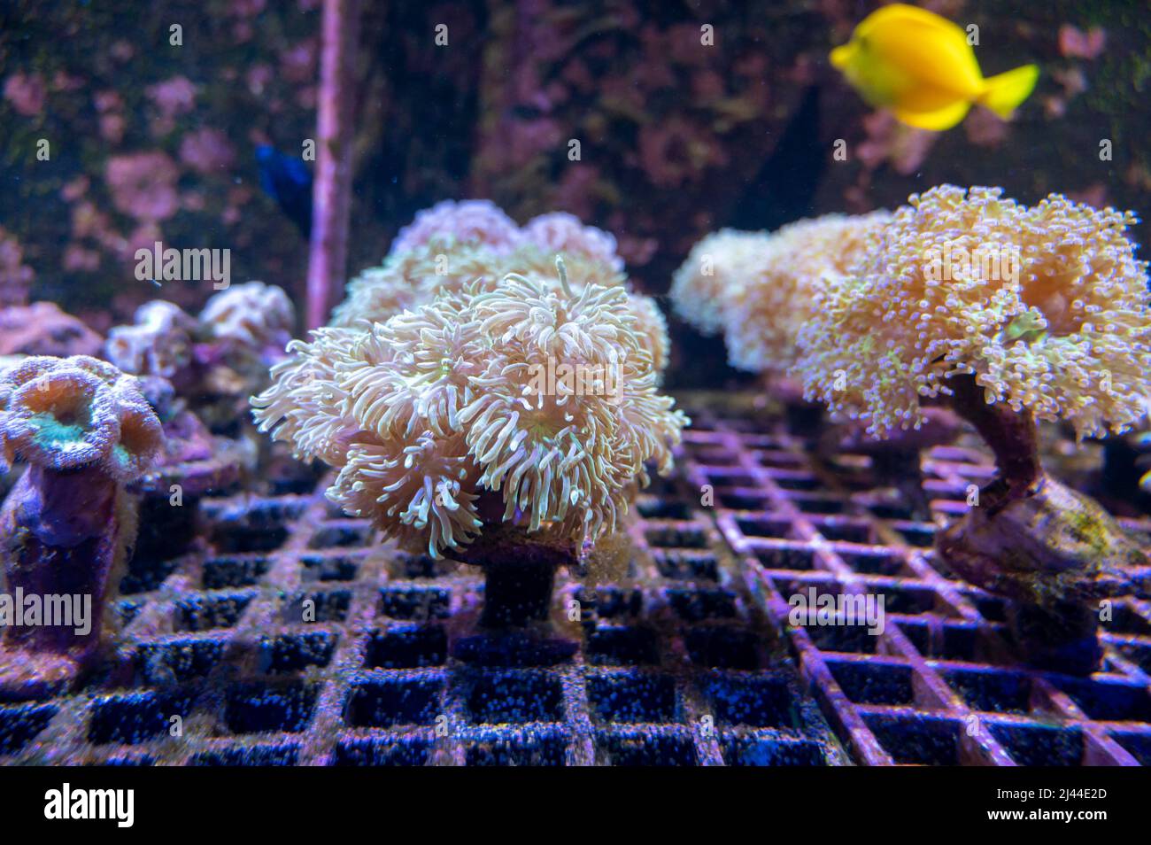 Cultivation of different corals on underwater coral farm, growing ...