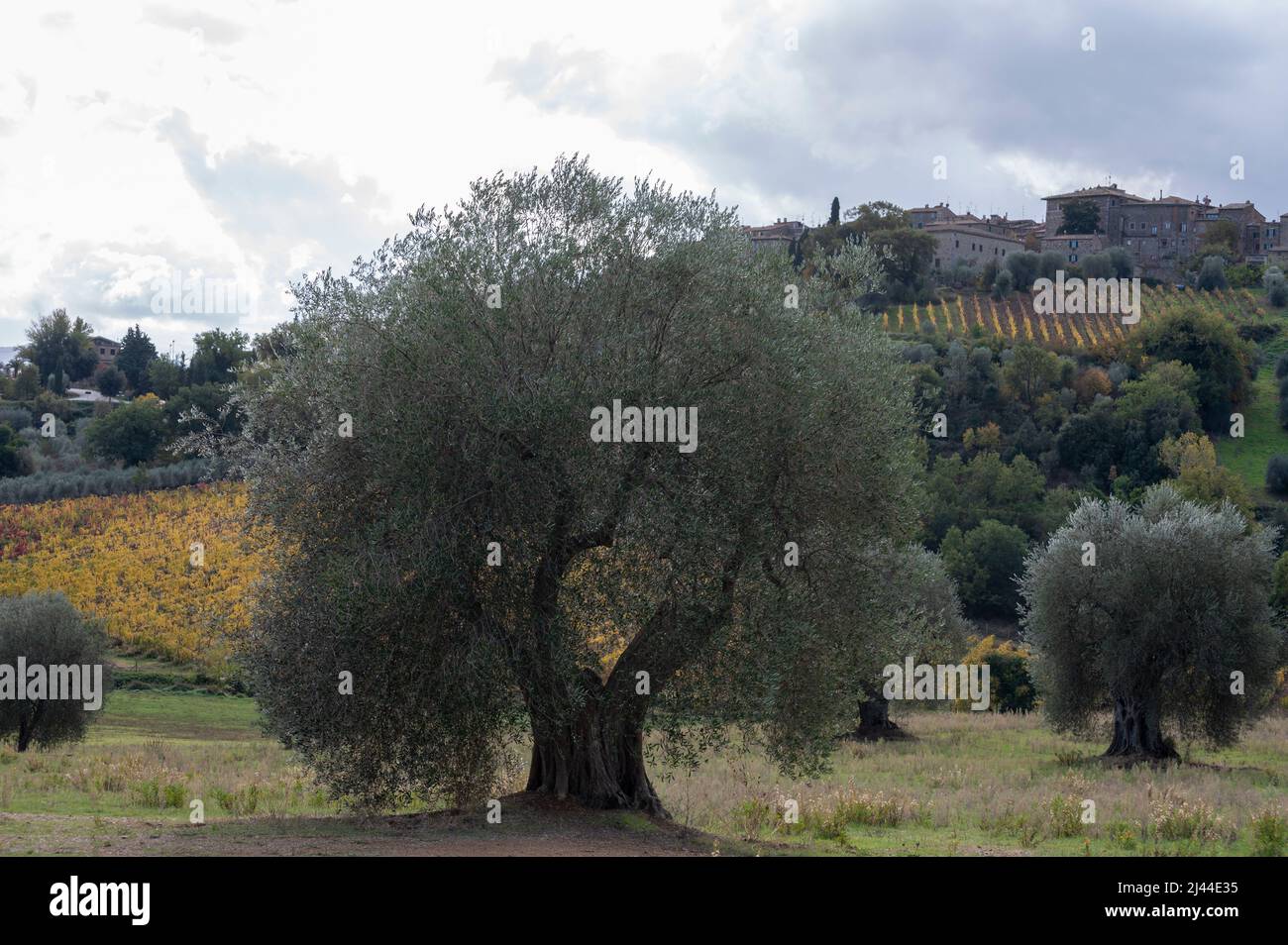 Walking on hills near Castelnuovo dell'Abate, Montalcino, Tuscany ...