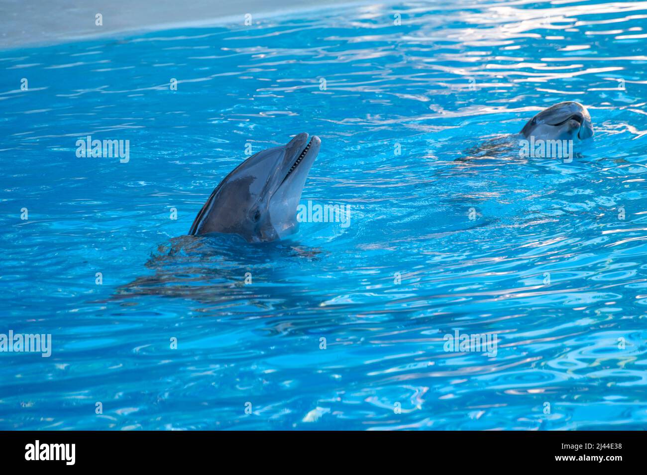 Trained sea animals dolphins perform in blue pool in front of tourists ...