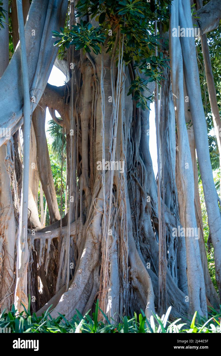 Giant ficus tree with hanging air roots in botanical garden on Tenerife ...