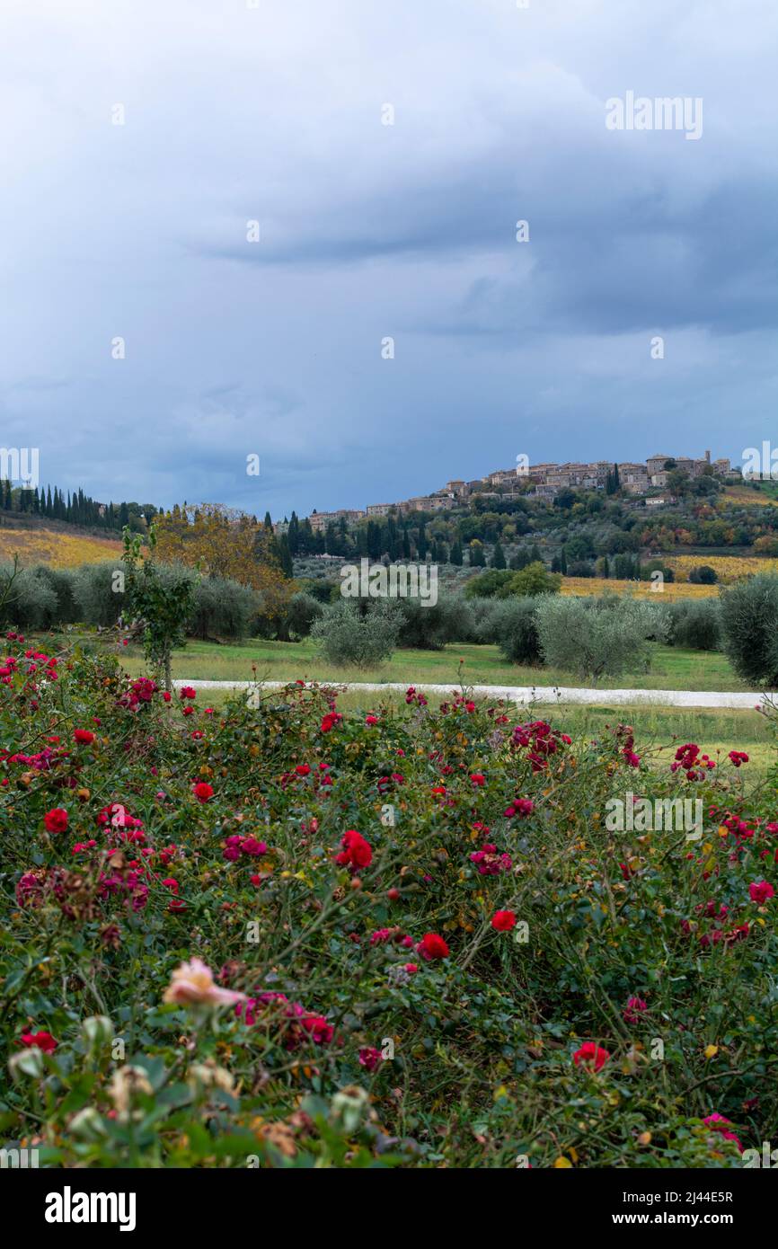 Walking on hills near Abbazia Sant'Antimo, Montalcino, Tuscany, Italy ...