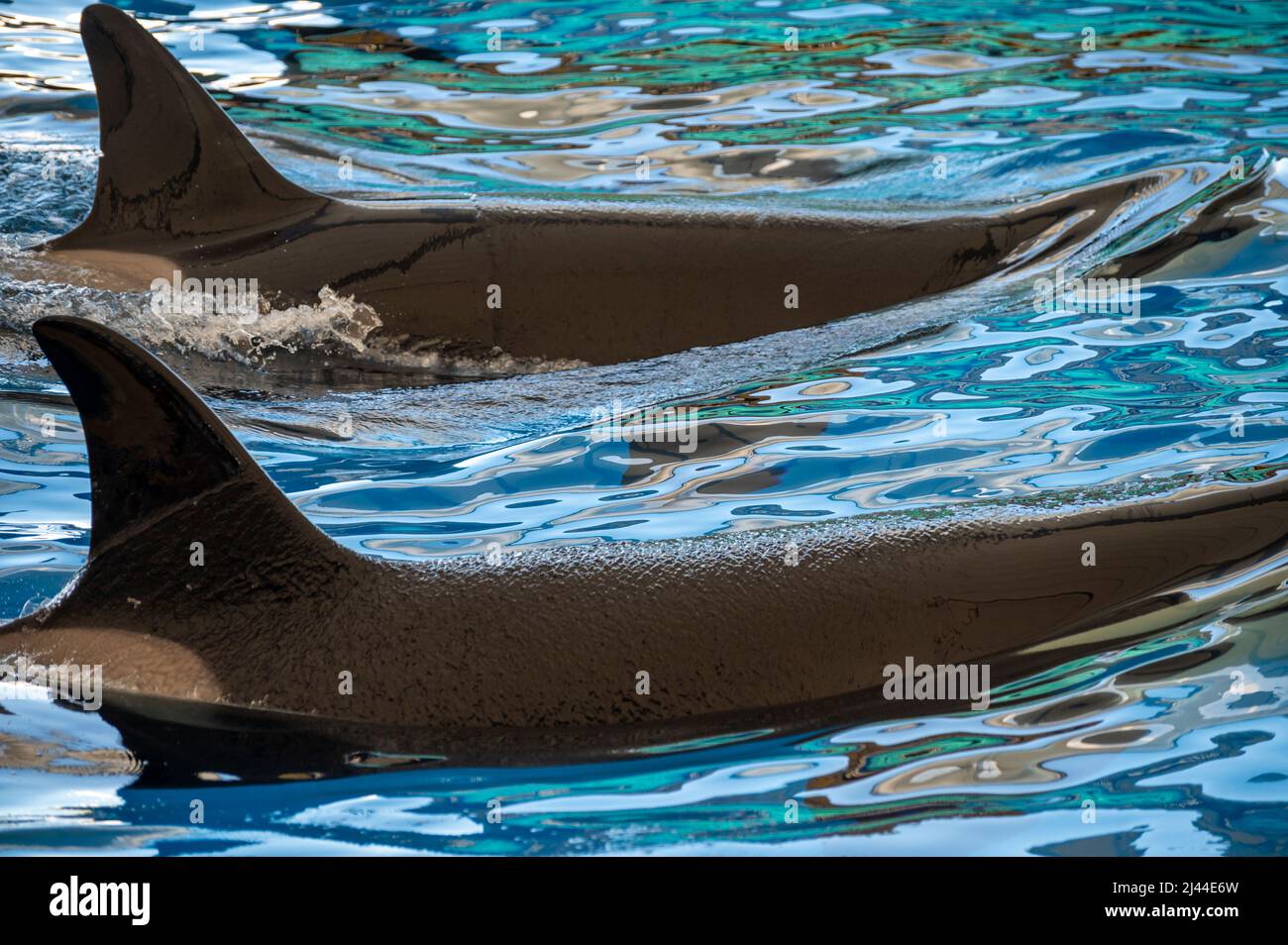 Trained big black and white orcas whales perform in blue pool in front ...