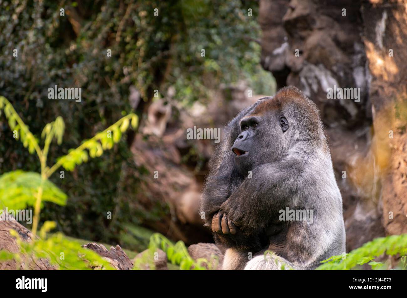 Gorilla herbivorous, great black ape inhabit tropical forests of ...