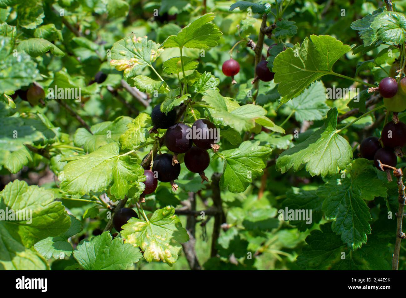 Royal de Naples old variety of black currant berries using for making ...