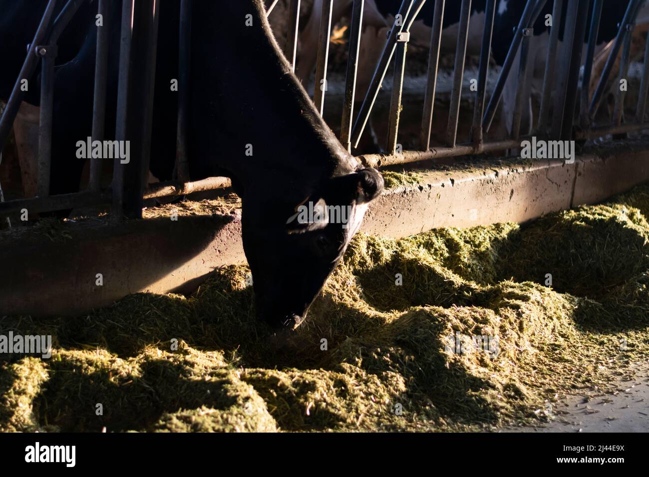 Sunny morning on parmesan parmiggiano-reggiano cheese production farm ...