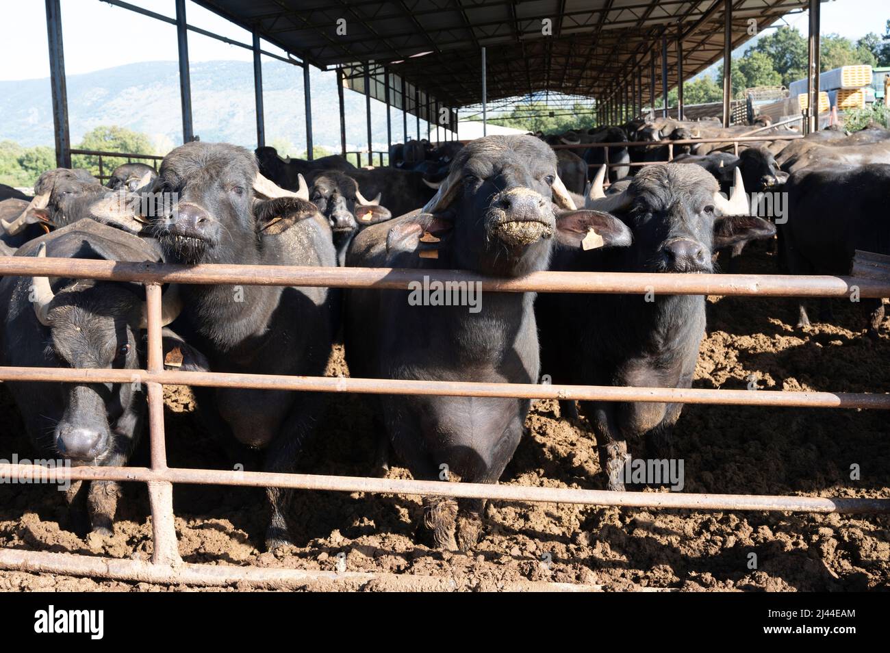 Bufala mediterranea italiana hi-res stock photography and images - Alamy