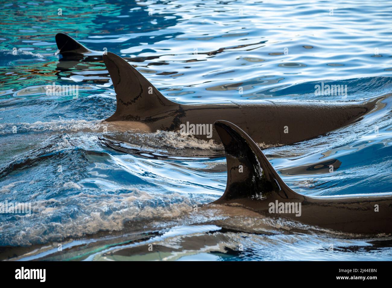 Trained big black and white orcas whales perform in blue pool in front ...