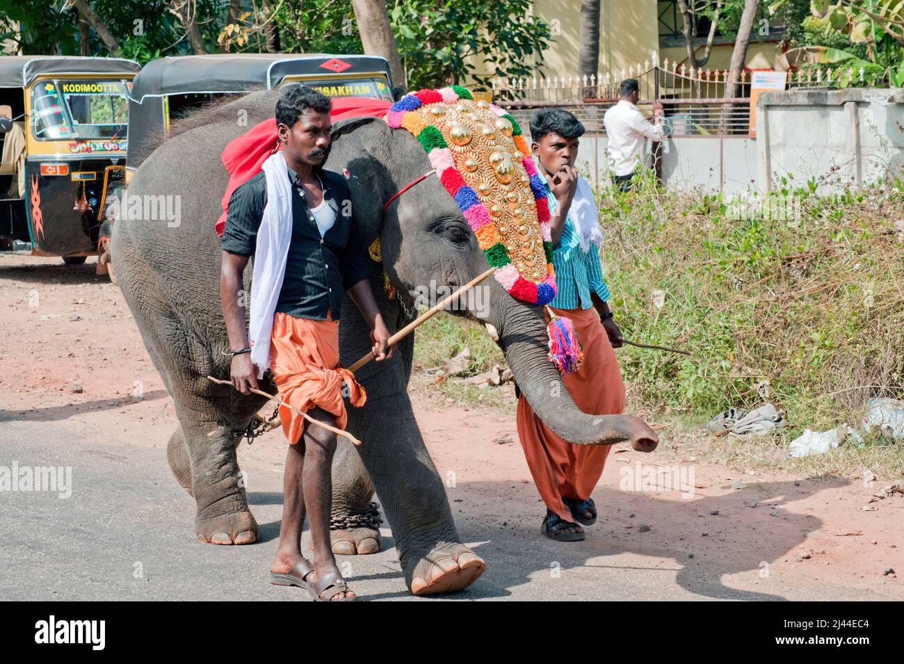 Caparisoned baby elephant and Mahout in Thaipusam Festival in state ...