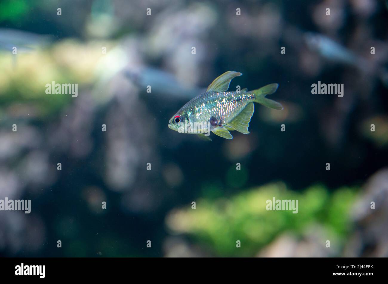 Colorful tetra fish in hobby auqarium with green water plants Stock ...