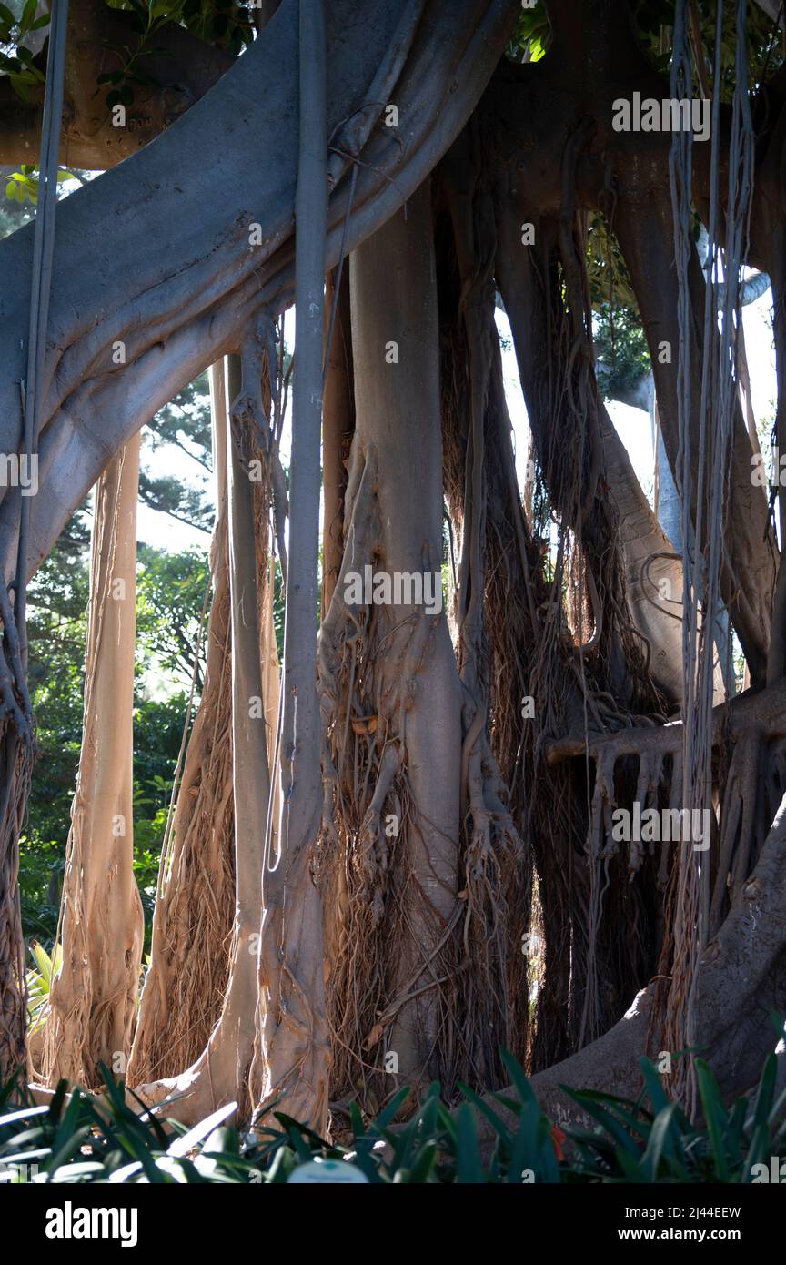 Giant ficus tree with hanging air roots in botanical garden on Tenerife ...
