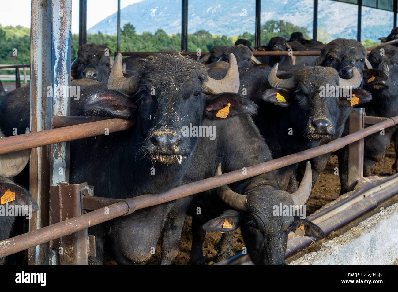 Bufala mediterranea italiana hi-res stock photography and images - Alamy