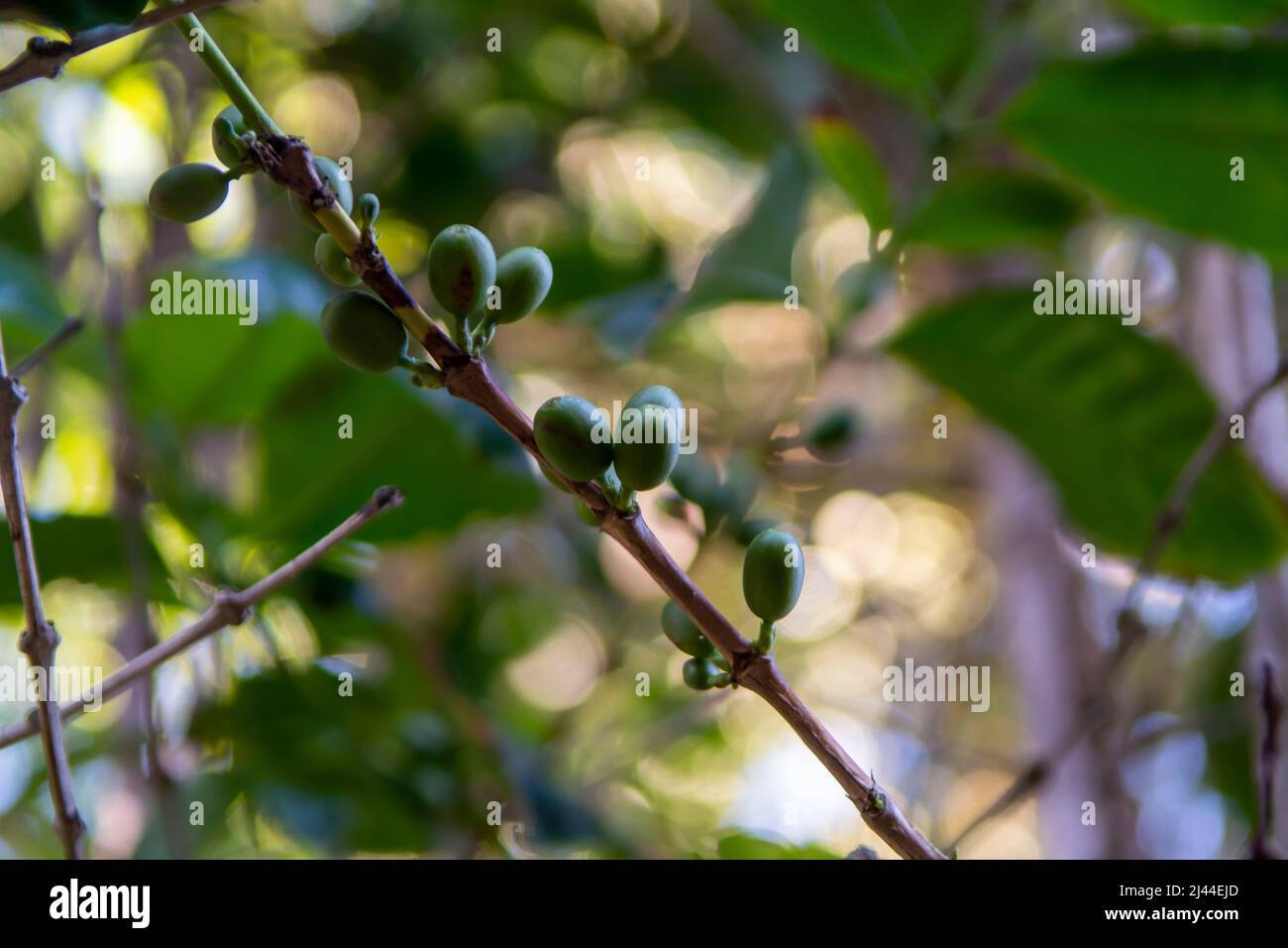 Arabica coffee tree with green ripening coffee cherries berries on ...