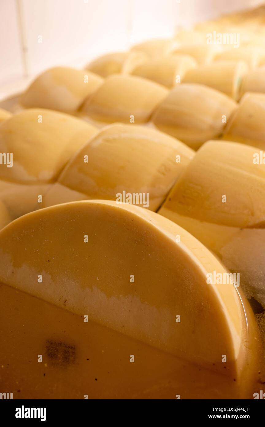 Process of making parmigiano-reggiano parmesan hard cheese on small ...