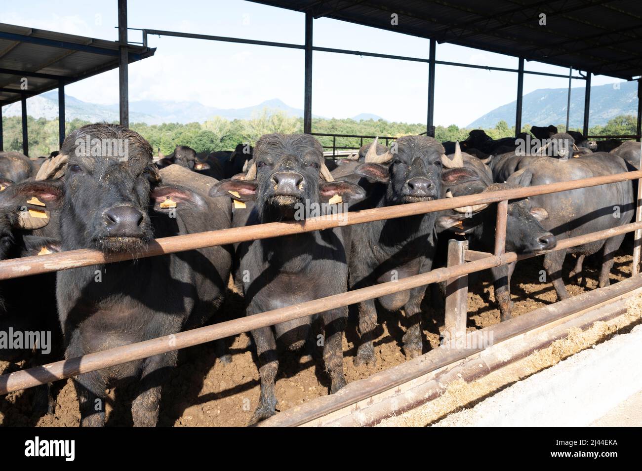 Mediterranea Italiana black buffalo raised on Italian cheese farm for ...