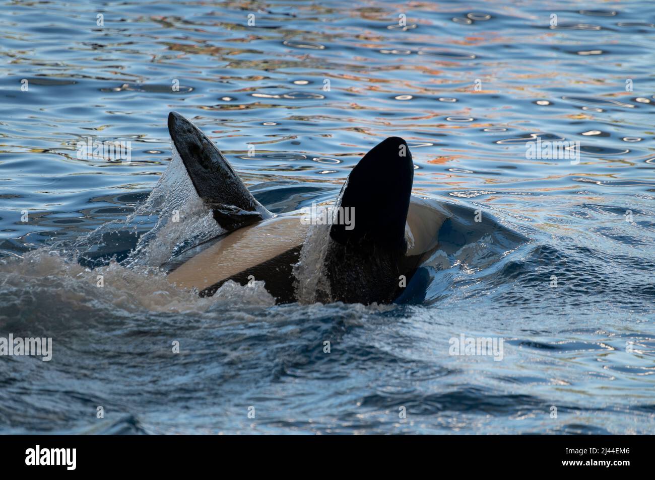 Trained big black and white orcas whales perform in blue pool in front ...