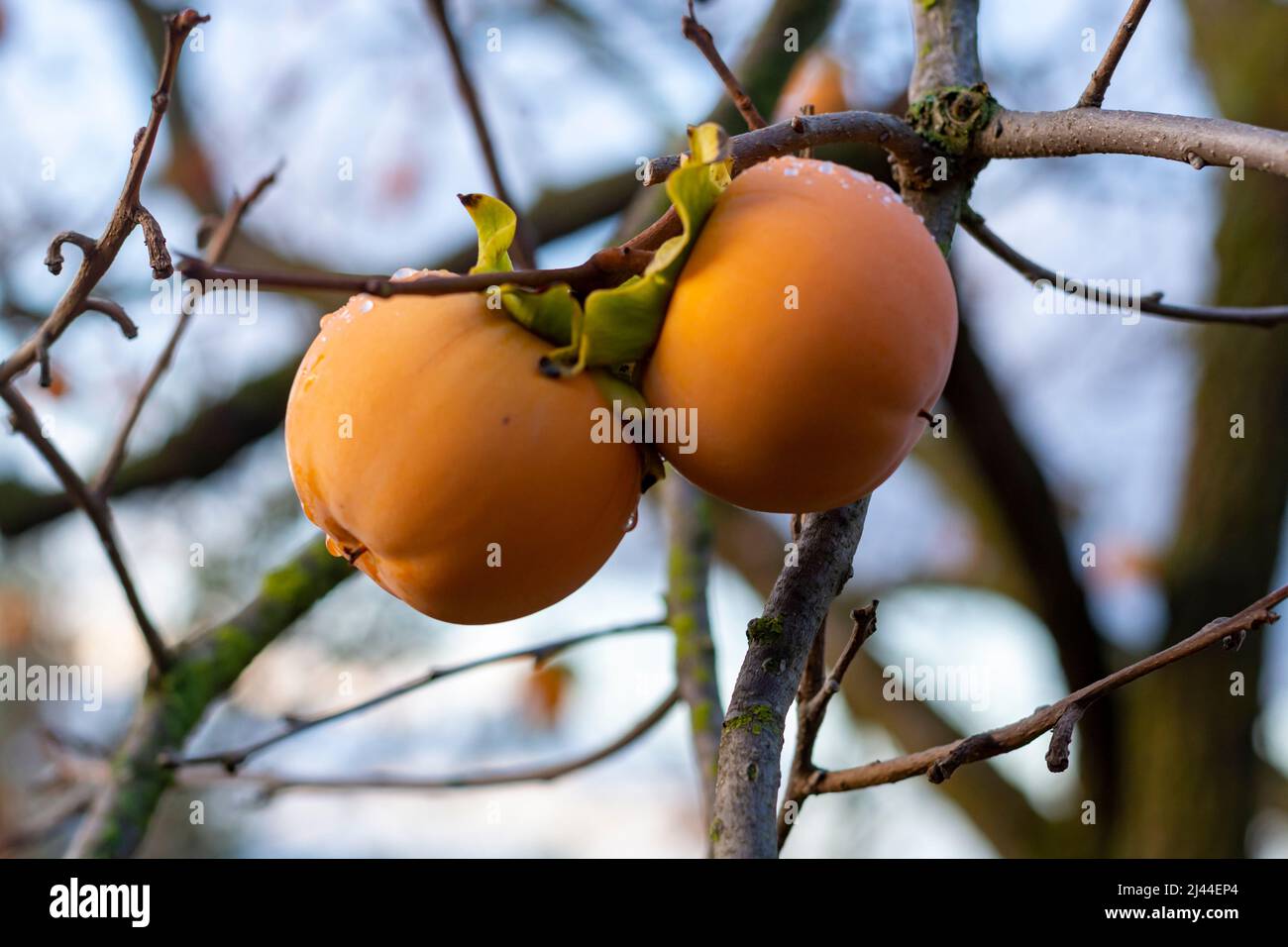 Persimmons growing tree branch hi-res stock photography and images - Alamy
