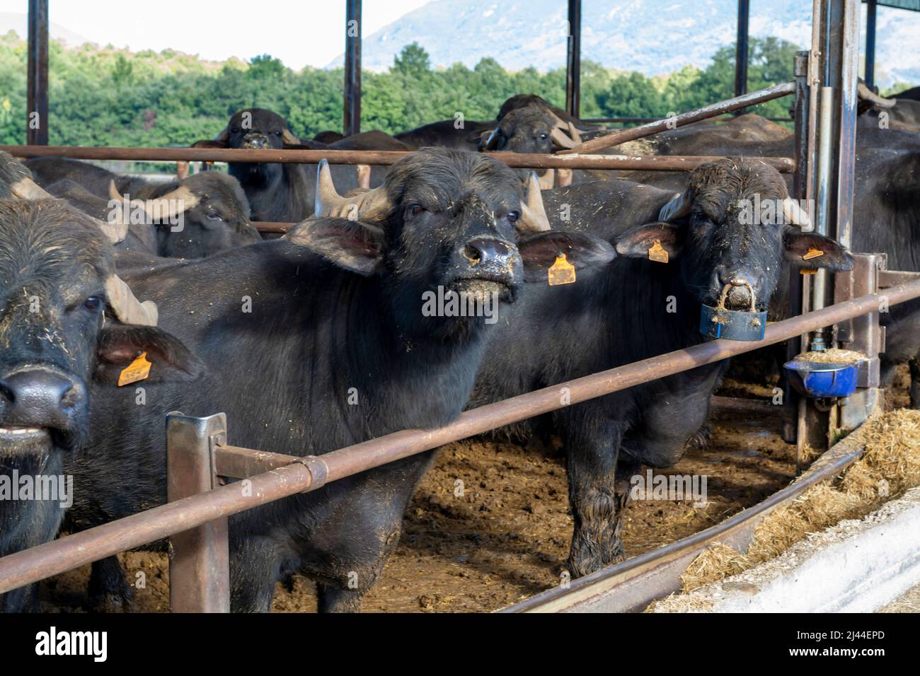 Bufala mediterranea italiana hi-res stock photography and images - Alamy