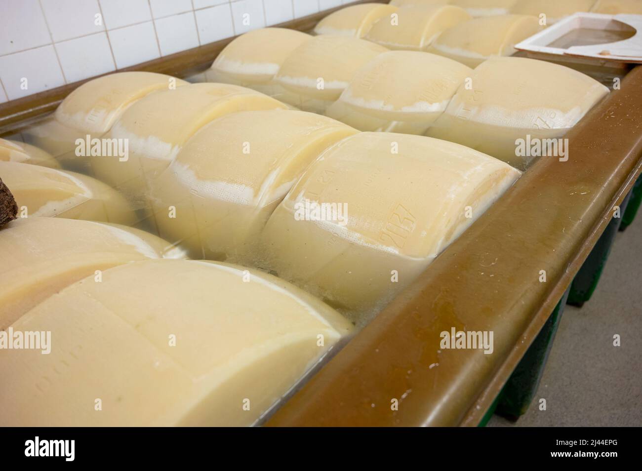 Process of making parmigiano-reggiano parmesan hard cheese on small ...