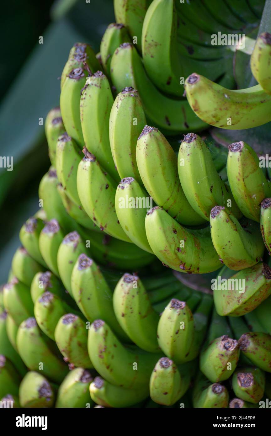 Banana trees plantation with green fruits after volcano eruption on La ...