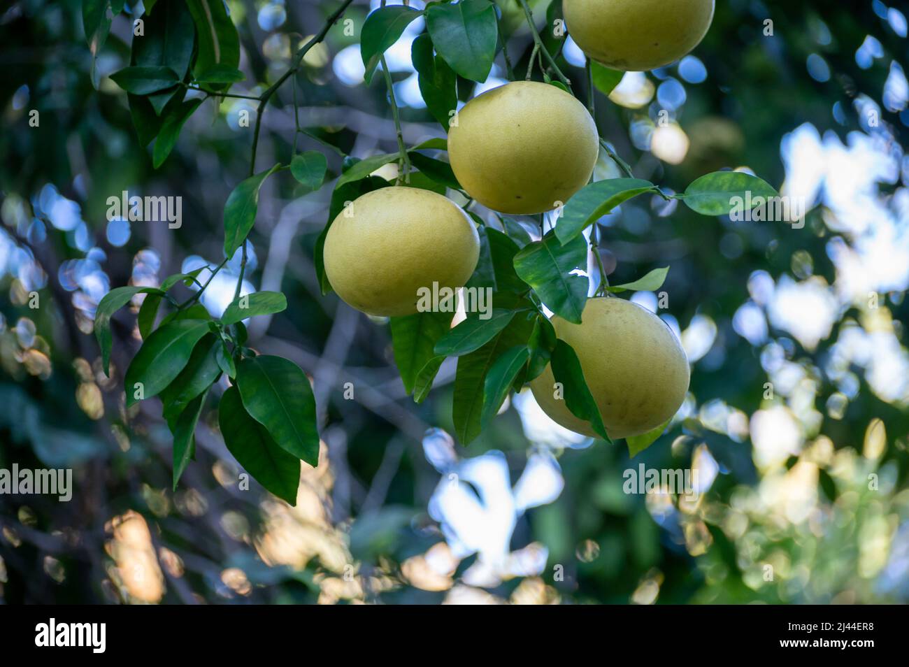 Ripening fruits of the pomelo hi-res stock photography and images - Alamy