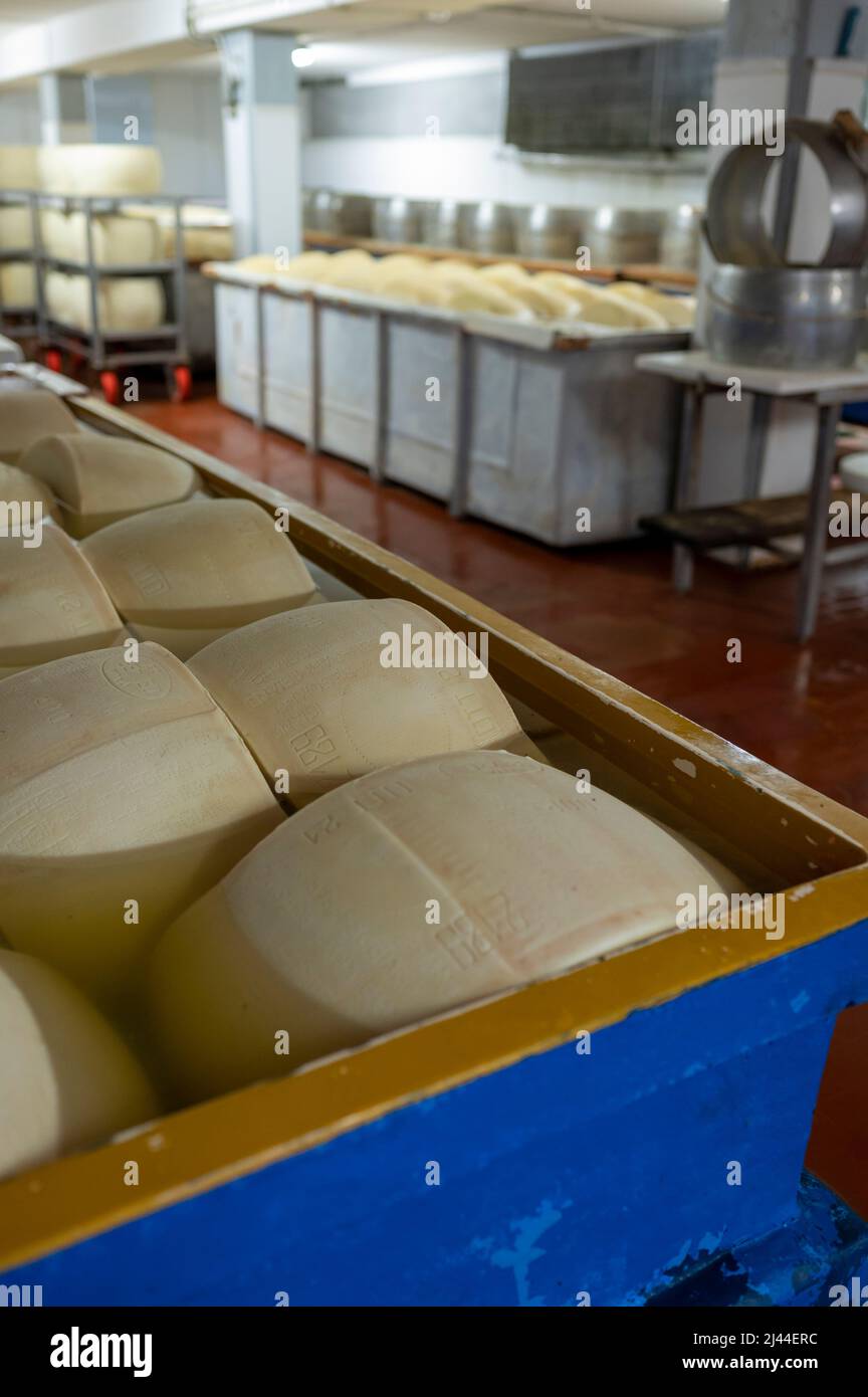 Process of making parmigiano-reggiano parmesan hard cheese on small ...