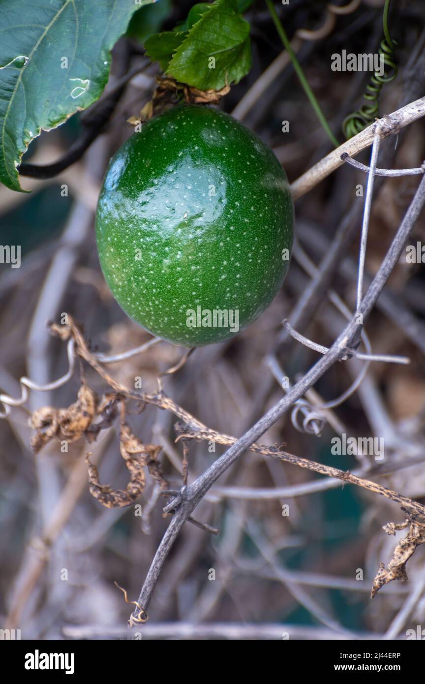 Green passion fruit ripening on plant on tropical plantation close up ...
