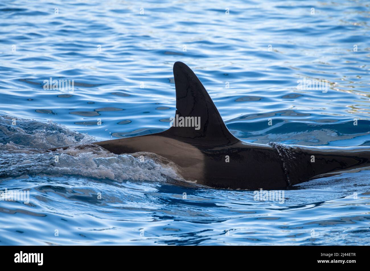 Trained big black and white orcas whales perform in blue pool in front ...
