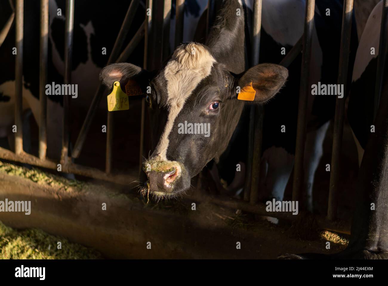 Sunny morning on parmesan parmiggiano-reggiano cheese production farm ...