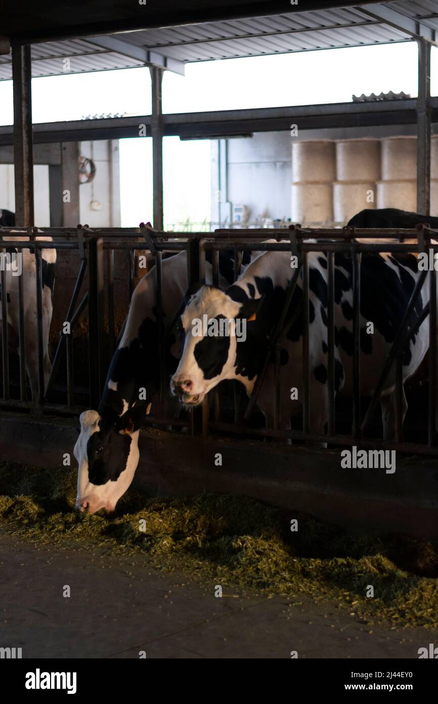 Sunny morning on parmesan parmiggiano-reggiano cheese production farm ...