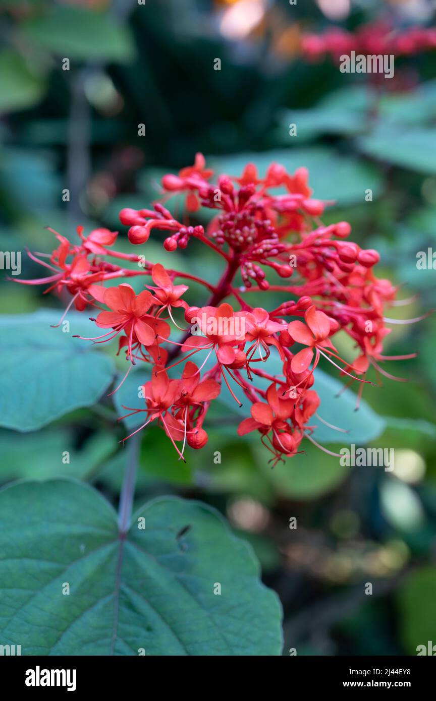 Clerodendrum buchananii hi-res stock photography and images - Alamy