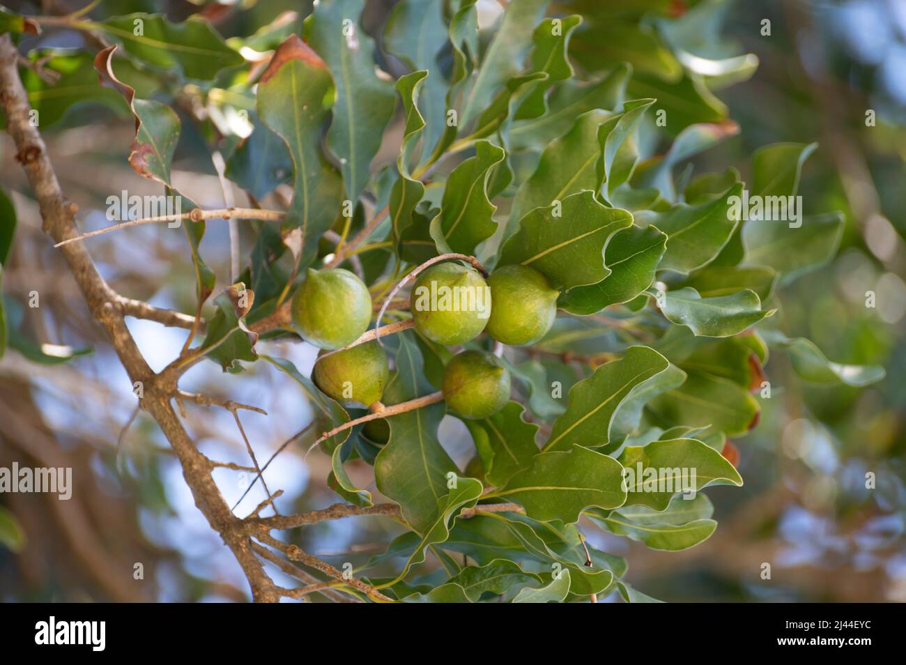 Hard green Australian macadamia nuts hanging on branches on big tree on plantation Stock Photo ...